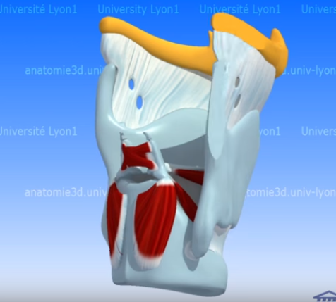 3D Anatomy Lyon: Anatomy of the muscles of the larynx - video of 3D model | AnatomyTOOL